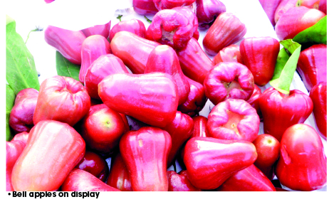 Bell apple farming can rake in millions for Nigeria – The Sun Nigeria