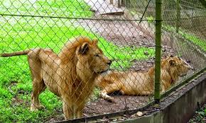 Kano zoological garden obtains new animal species – The Sun Nigeria