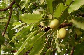 NIFOR reduces long gestation period of Shea tree – The Sun Nigeria