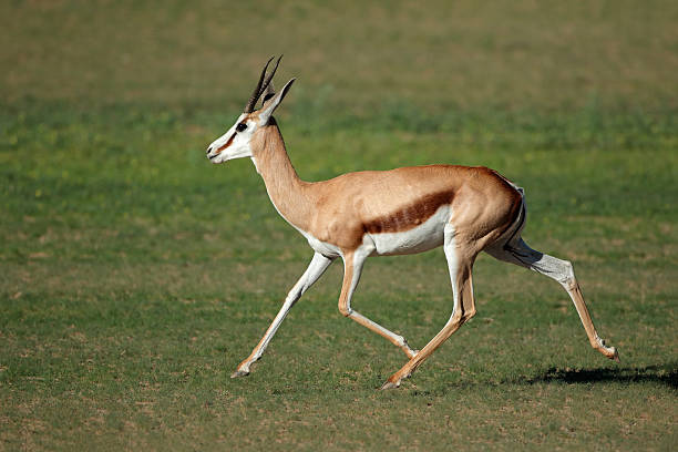 Making megabucks from antelope farming – The Sun Nigeria