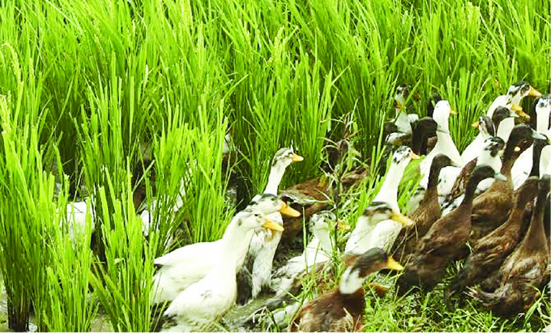 Integrated rice-duck farming’ll boost Nigeria’s food security – The Sun ...