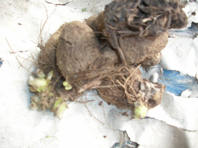 Why Owerri people forbid ‘ona’ yam