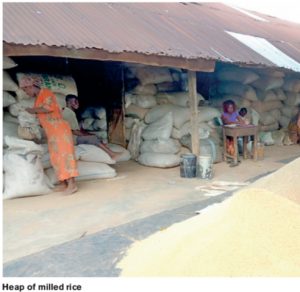 Rice farmers, millers experience boom in Ebonyi since import ban