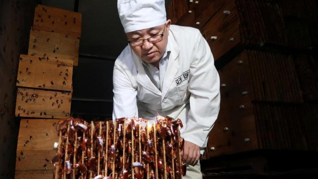 Cockroaches now big business in China