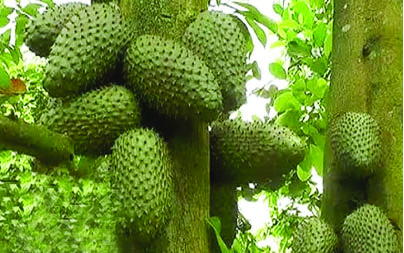 Tapping into economic potential of soursop farming – The Sun Nigeria