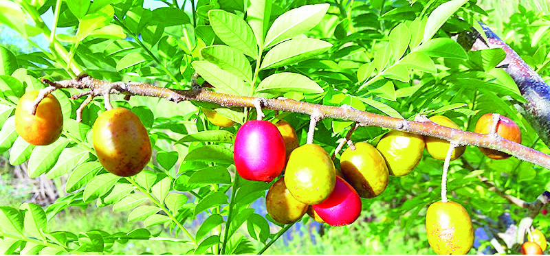 Amazing benefits of hog-plum – The Sun Nigeria