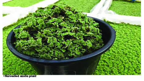 Azolla Farming Philippines Azolla With Every Group We Host There Is