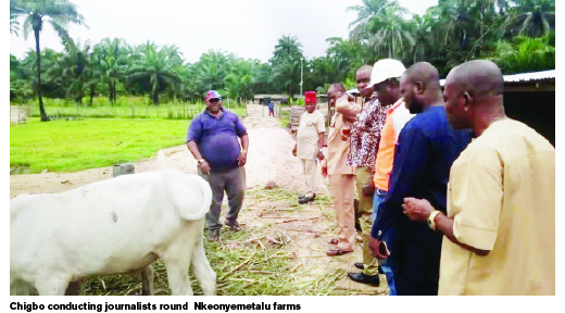 Anambra takes lead in Igbo cattle breeding – The Sun Nigeria