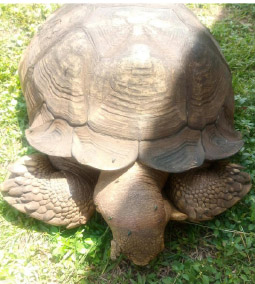 Ogbomoso monarch loses Alagba, 344-year-old tortoise – The Sun Nigeria