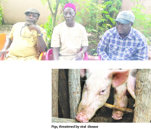 Deadly pig disease scare