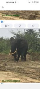 Rivers LG declares wild elephants, hippos endangered species – The Sun ...