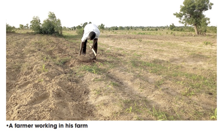 Gombe faces self-doubt in food production – The Sun Nigeria