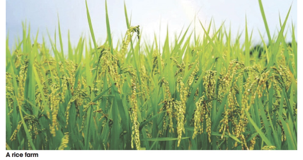 FG to boost food sufficiency with new rice, 20 other crops varieties