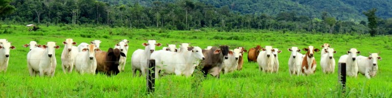 We're poised to increase milk production - CODARAN – The Sun Nigeria