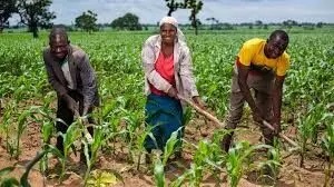 Niger: Farmers Set 4 million metric tonnes of crops production for 2024 ...