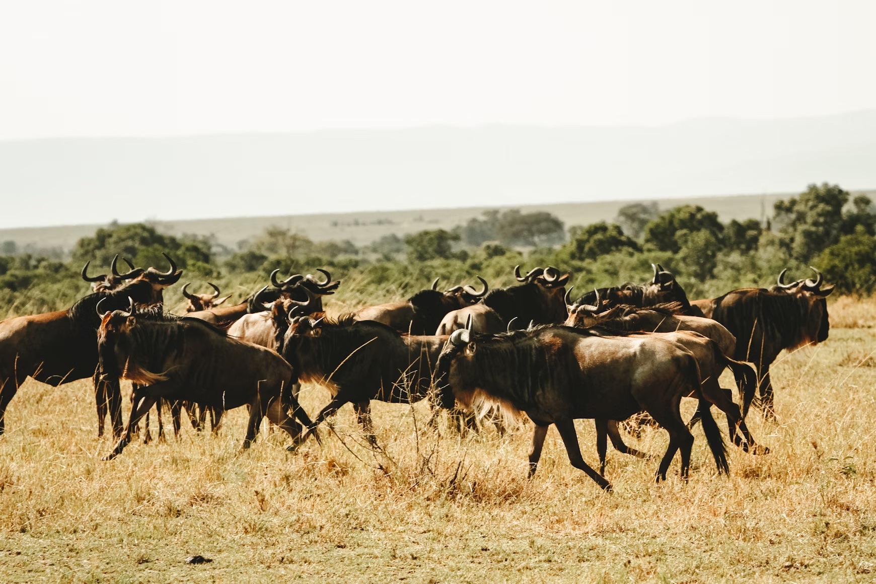 A comprehensive look at the great migration: The herds that