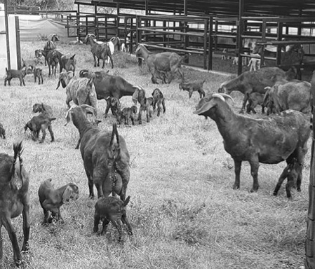 Kalahari Red Goat: More than simply Red Boer goats