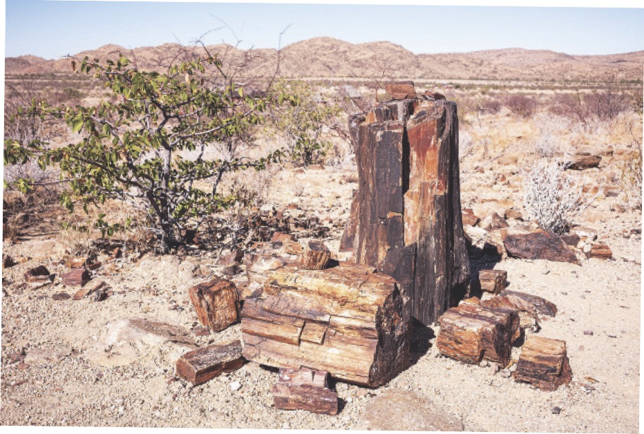 Encountering 280 million-year-old tree-rocks of Namibia’s