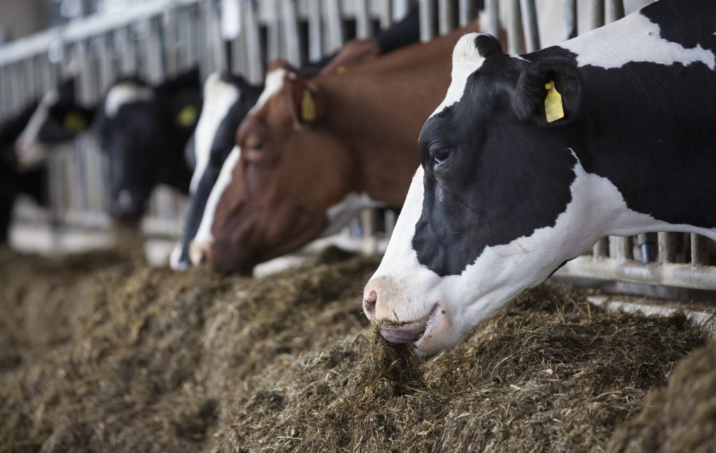 Minister orders detention of uncertified imported animals