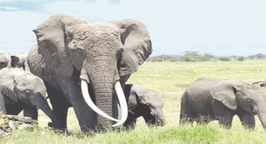 Gashaka Gumti National Park: A walk through nature’s nest