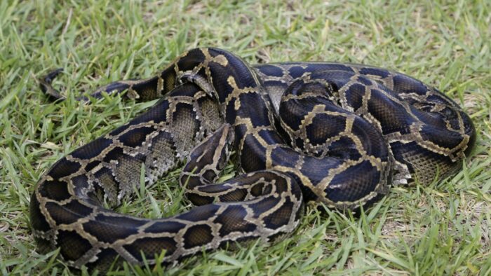 Shock as python swallows grandmother