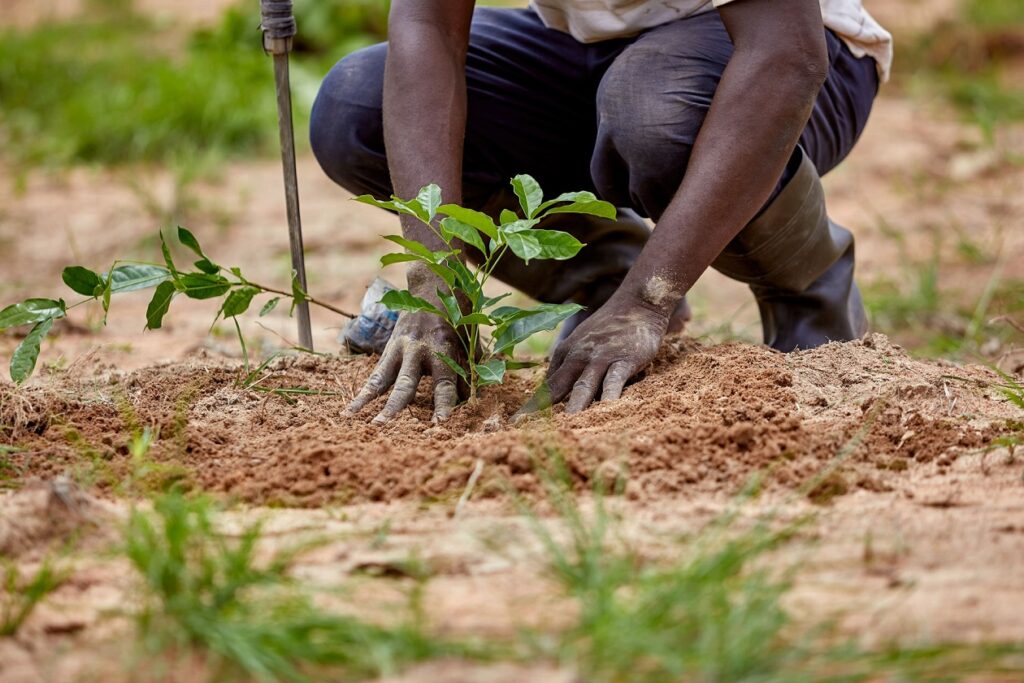 560,000 youths set for tree planting in Ogoniland – The Sun Nigeria