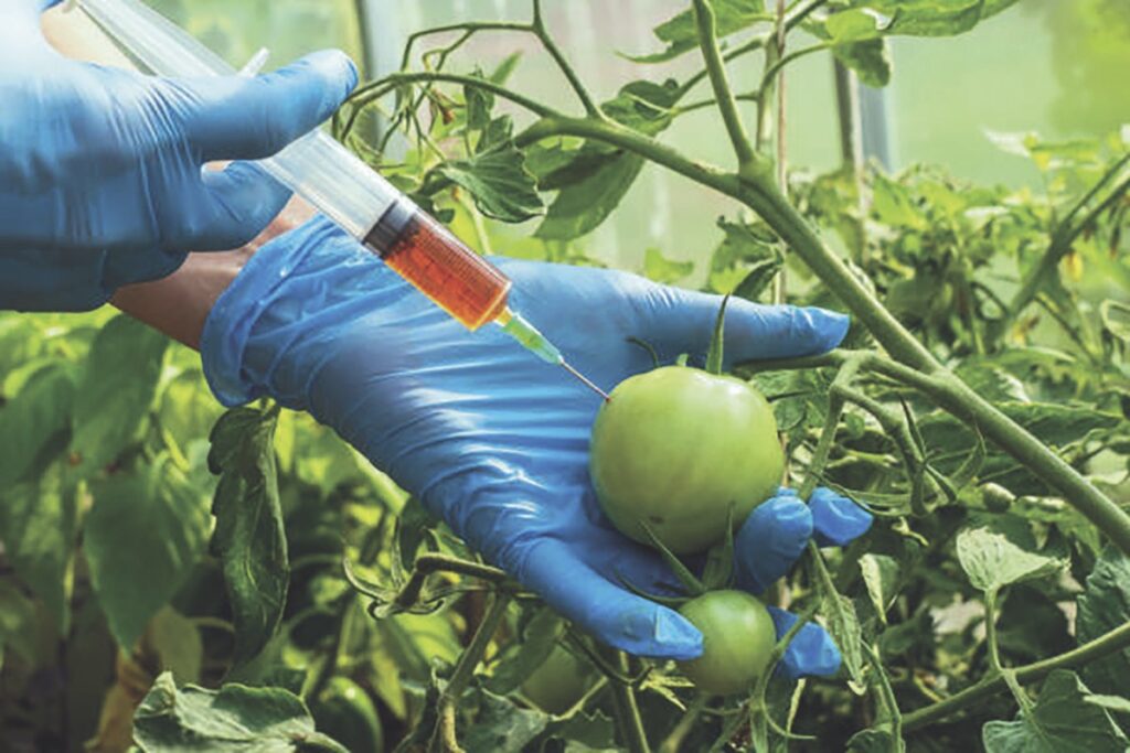 Controversy over GMO foods