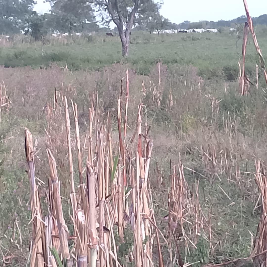 Priests raise alarm over renewed killings by herdsmen in Southern Taraba
