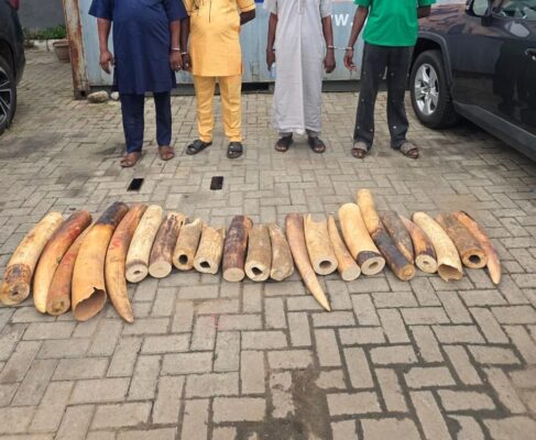 Customs arrests 4 suspects with 130kg elephant tusks in Ogun, Lagos