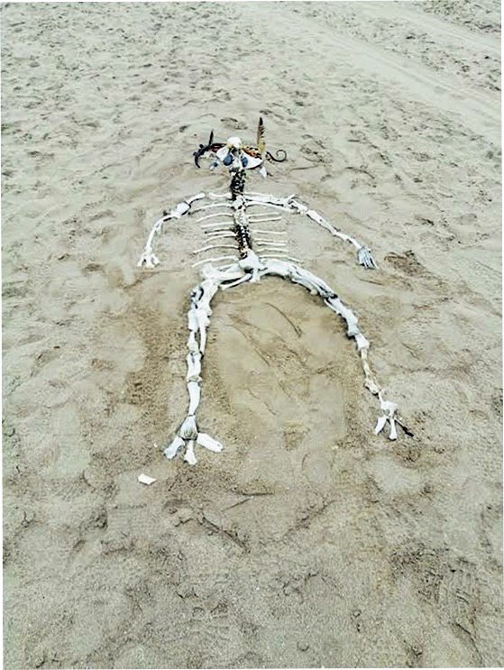 Conquering Skeleton Coast and Namib Desert