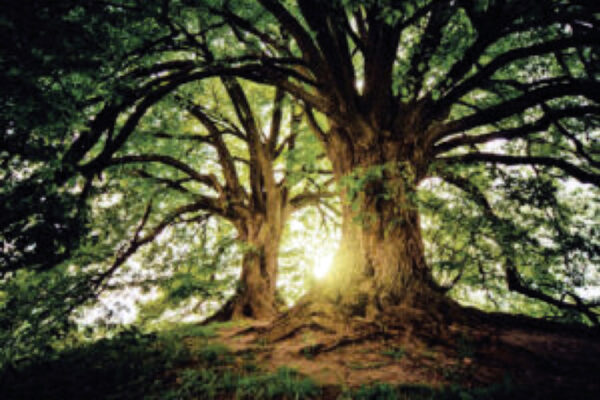 Meditating between creation and becoming ancestors (part II)